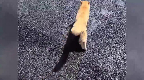 盘点那些不走寻常路的小猫咪,太可爱了,哈哈哈