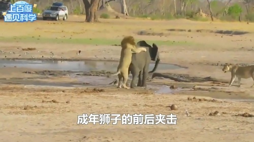 动物科学,雄狮盯上喝水小象,小象正欲逃走