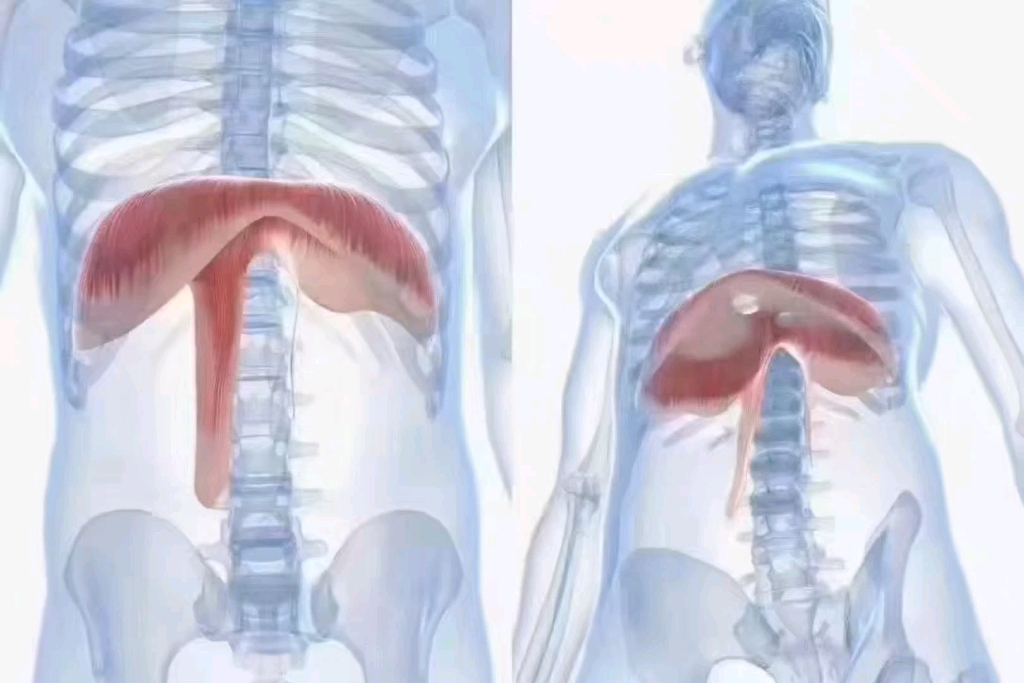 普拉提运动原则之一:膈肌呼吸模式