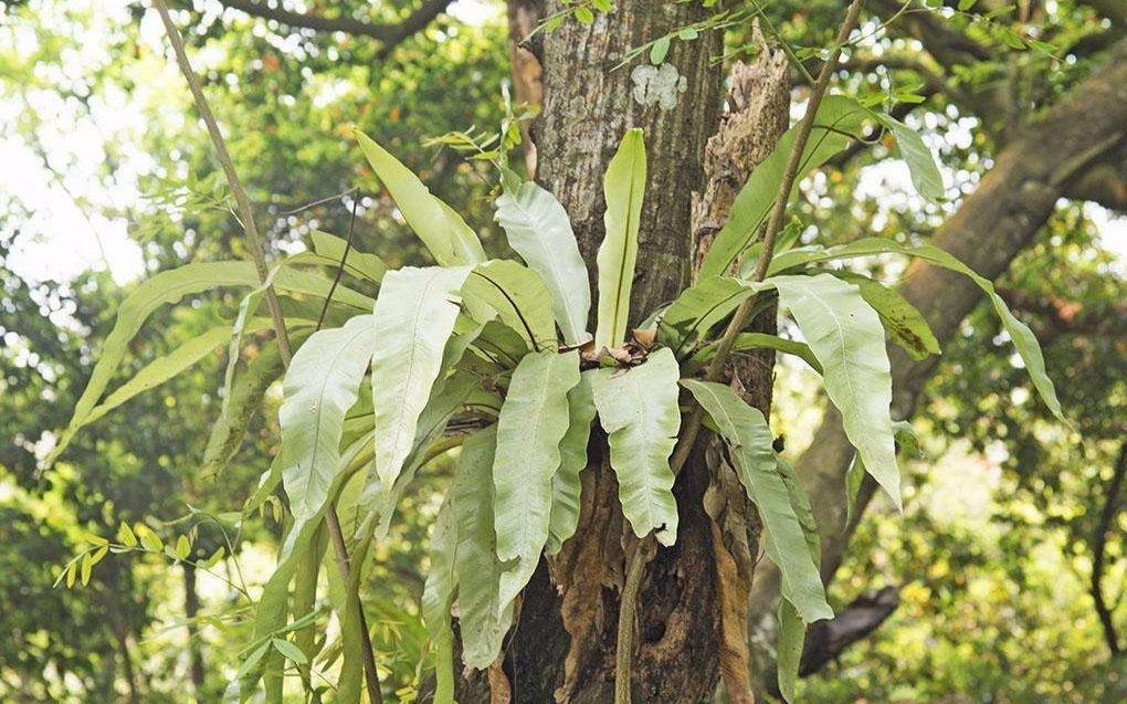 这种长在树上的野菜,被人们称之为“鸟巢蕨”,还有补肾的作用!