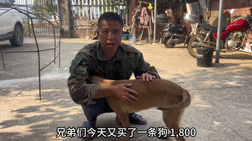 花1800买的看门狗今天到了,看这表现是条好狗,就是太瘦了