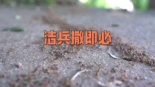 洁兵撒即必真实效果大揭秘!家里蟑螂一窝端全靠它