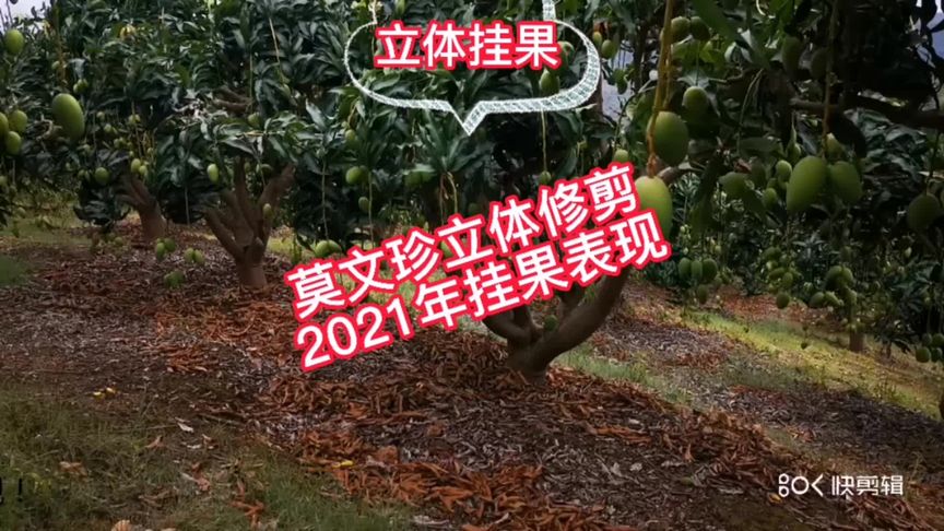 芒果立体挂果新技术#芒果栽培管理新技术#芒果品质提升新技术
