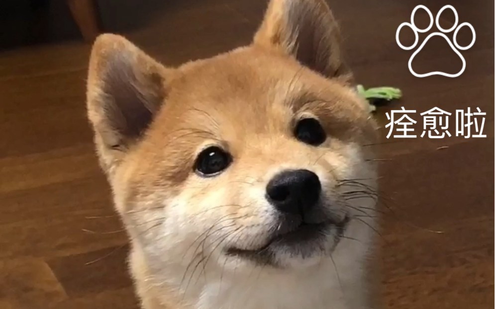 柴犬—狗狗生病全程详述