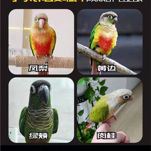 鹦鹉宠物世家 