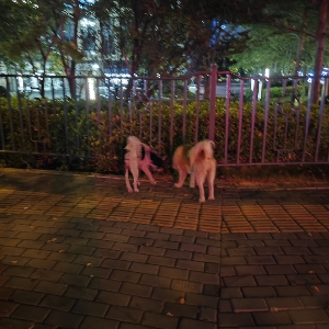 不煽情de叶子 
