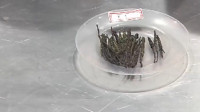 苦丁茶不是茶而是草药,和它搭配,有清热解毒功效