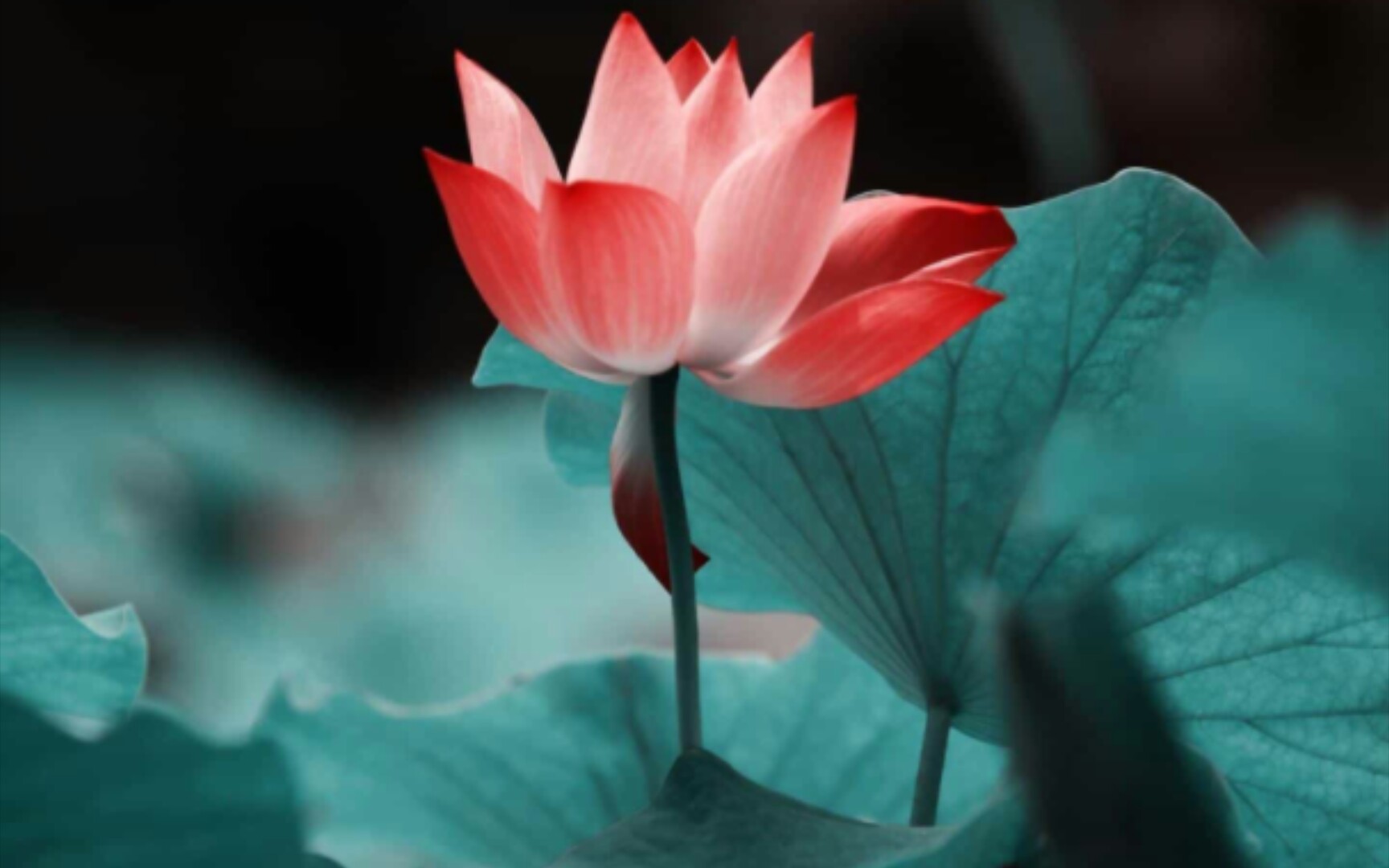 孤独症儿童早期干预丹佛模式简介