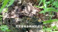 灵芝的功效与作用,野生灵芝的功效与作用吃法,野生灵芝怎样食用