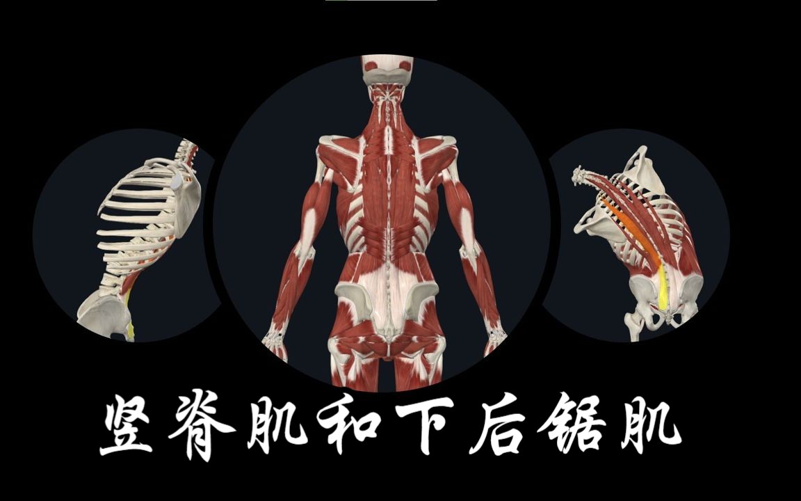 背部肌肉:竖脊肌、下后锯肌及其功能