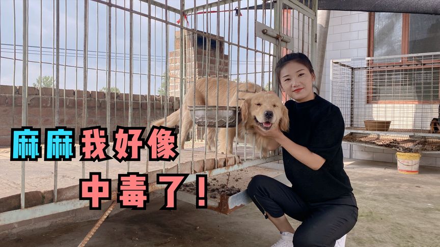 知道狗子也会中毒吗?真中了毒不要慌,山西养狗女孩教你怎么解决