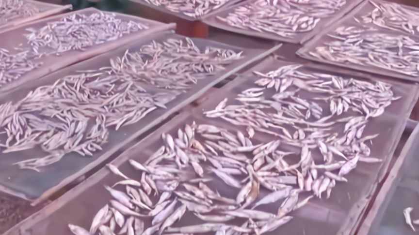 苍蝇总来叮咬,为避免鱼干的品质遭到破坏,就在鱼干上喷洒敌敌畏