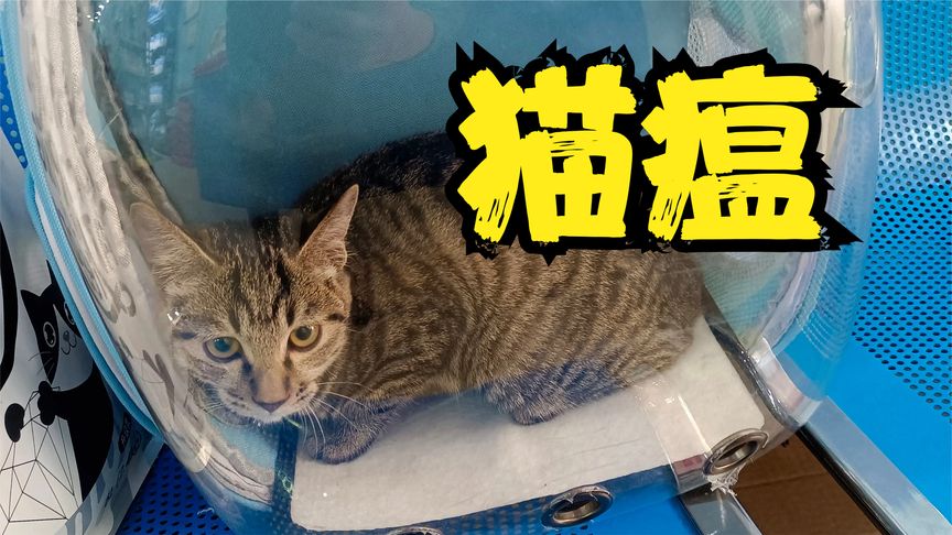 猫咪得了猫瘟这种情况就放弃吧。宠物医生讲解猫瘟的症状与治疗