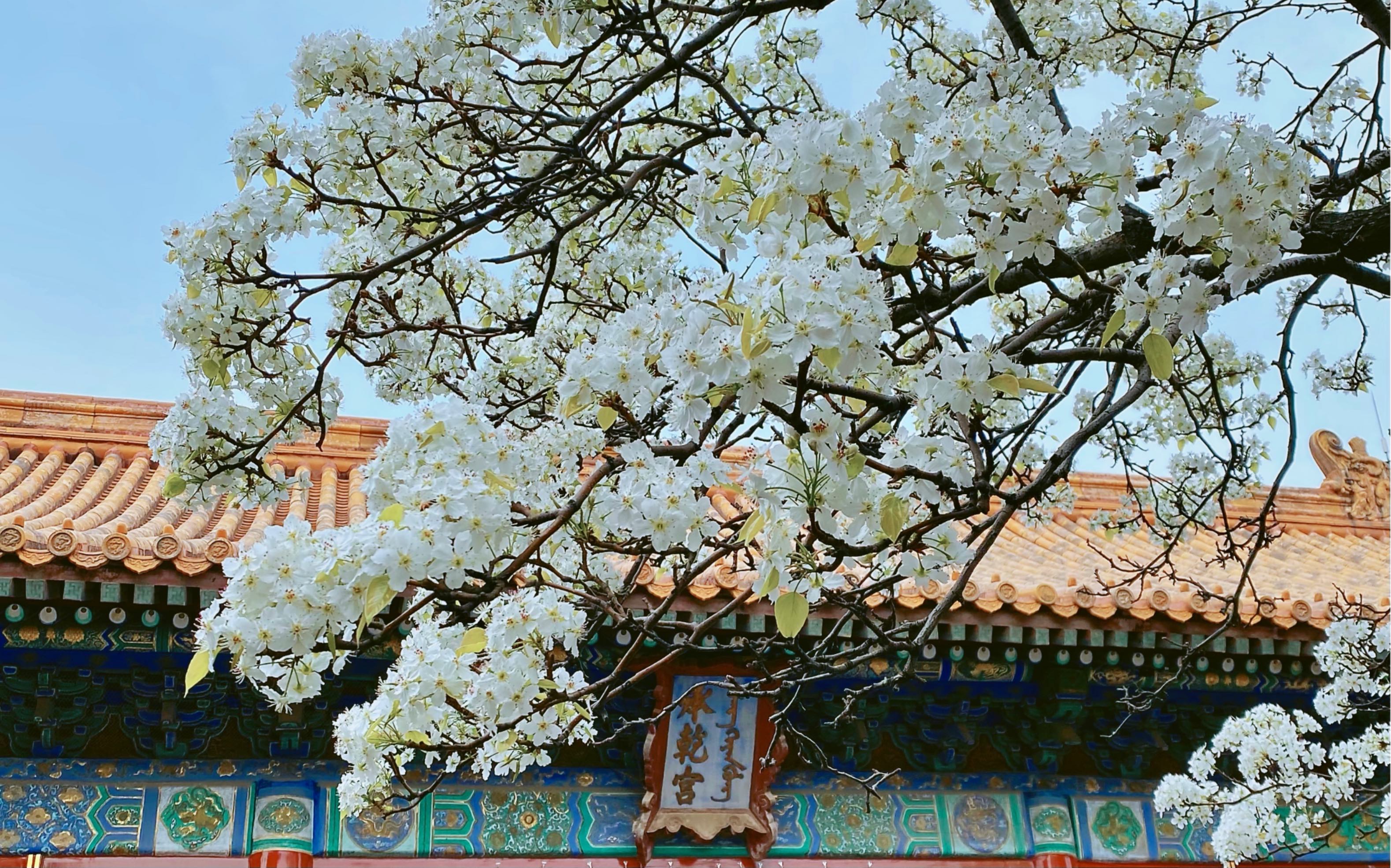 故宫|细雨轻飞清明日,春意渐浓四月天
