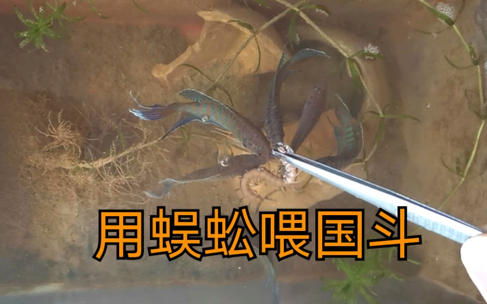 【中国斗鱼/国斗】用蜈蚣逗一逗普叉