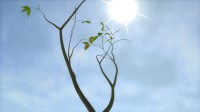 小树发芽生长成大树过程 自然风景led动画成长视频素材 K005