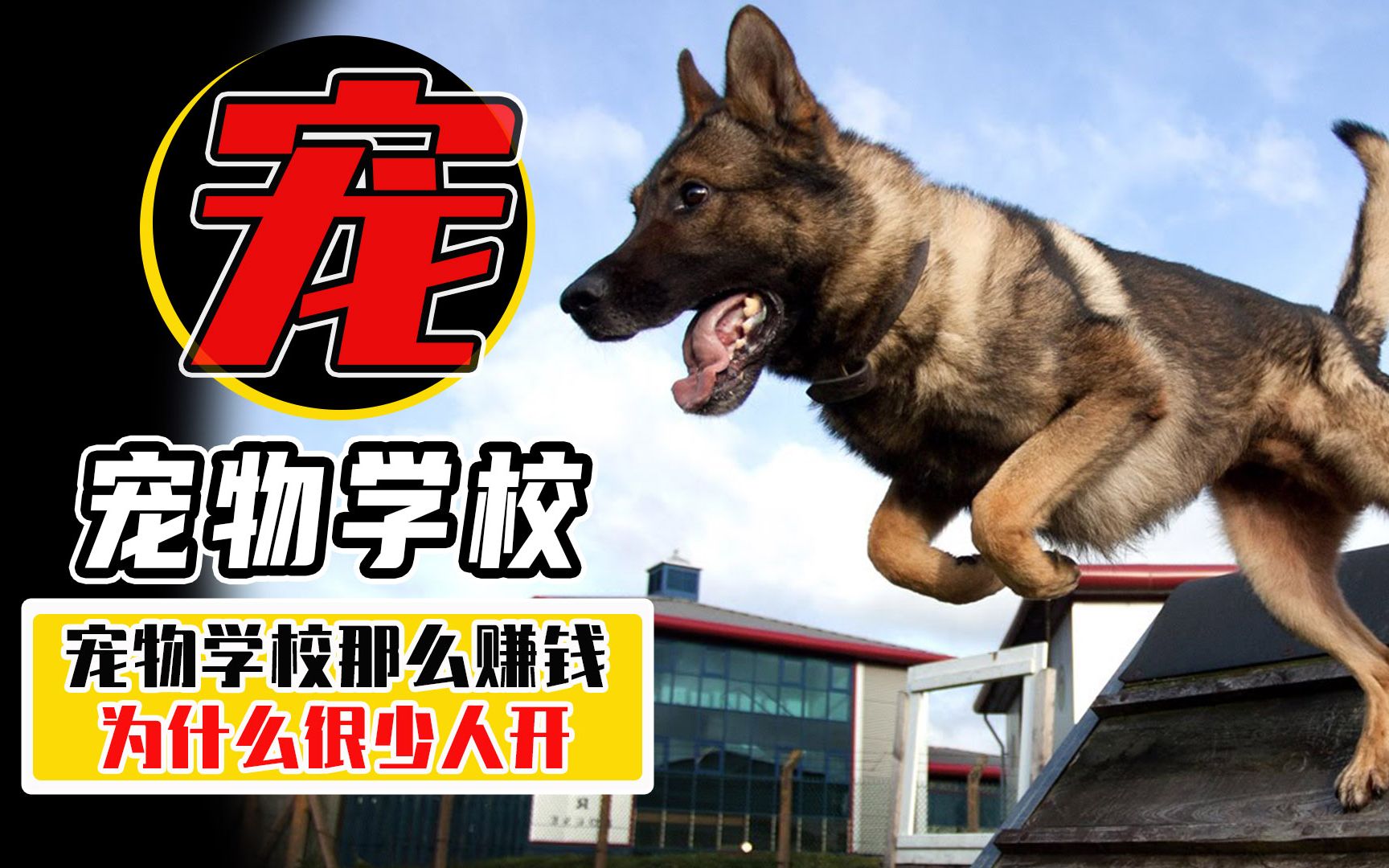 训练1只狗收费上万?宠物学校那么赚钱,为什么很少有人开?