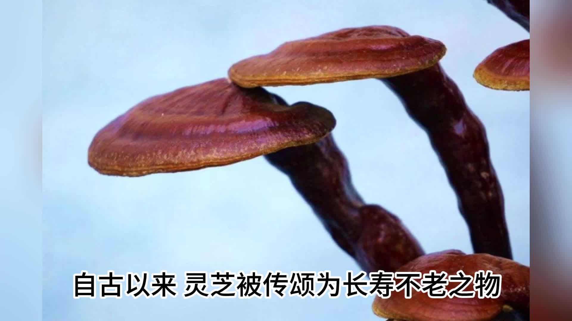 灵芝孢子粉的功效与作用,灵芝孢子粉的养生作用与功效