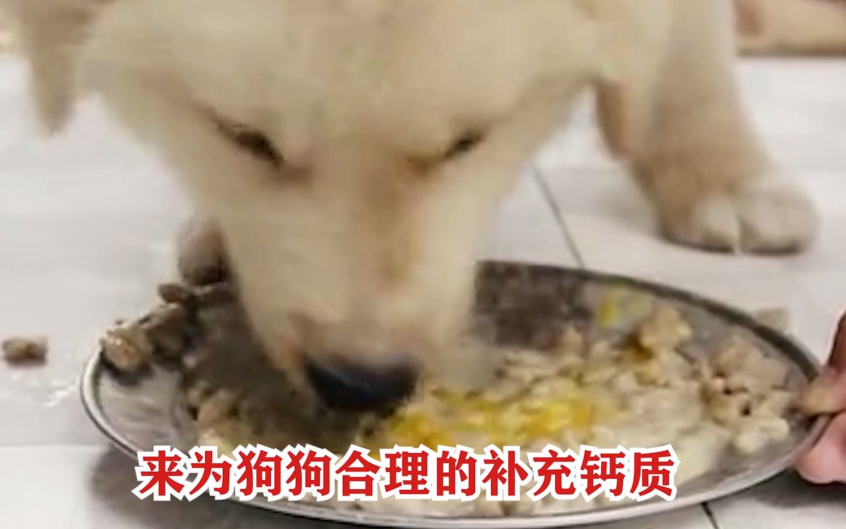 小狗吃什么食物好
