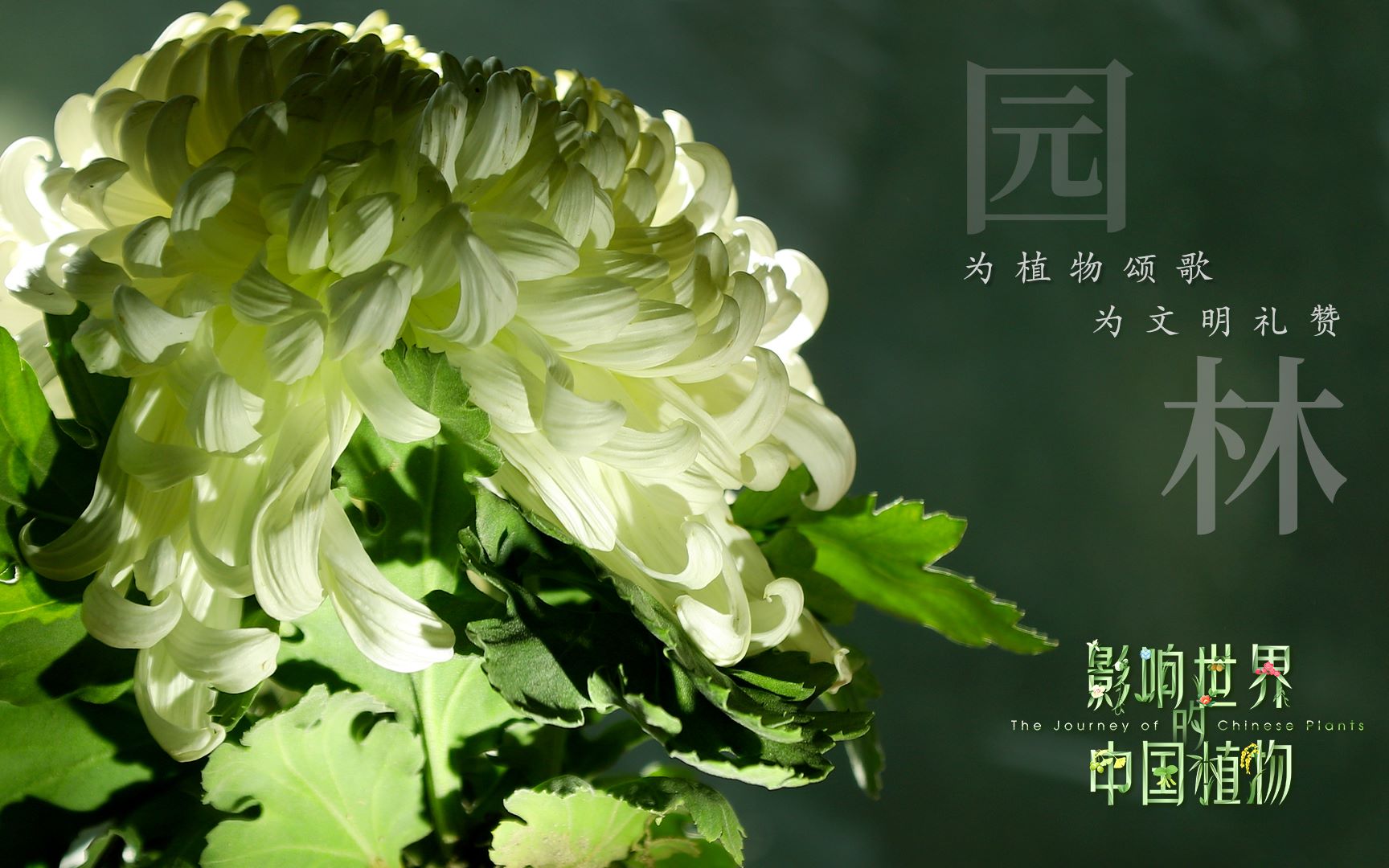 预告片:《影响世界的中国植物》之《园林》