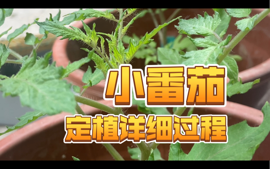 2024年4月上旬,小番茄定植的全过程记录详细过程,看下不同的定植...