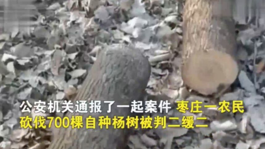 农民砍伐700棵自种杨树获刑2年,检方:无证砍自己的树也违法