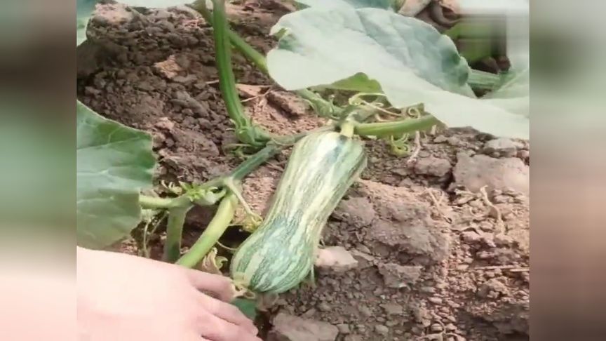 蔬菜管理:陆地菜南瓜的栽培,定植量这样控制,亩产量保证6000斤