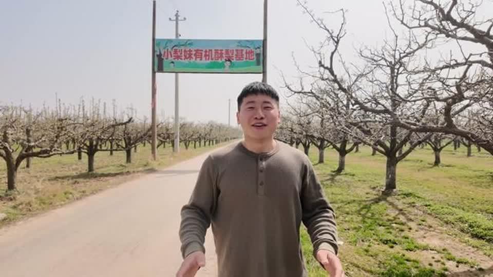 ...有机酥梨园体验采花粉,欢迎大家来玩 梨 宁陵梨 梨花节 小梨妹 vlog日常