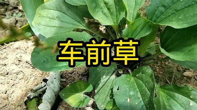 清热利尿,清肝明目的车前草,功效甚多,你知道多少