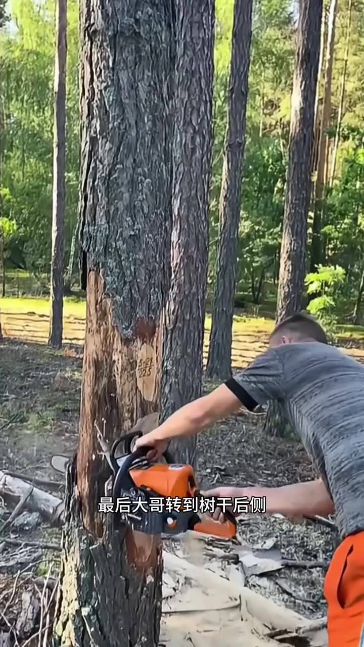 让人不得不佩服这种专业砍树技巧的精妙