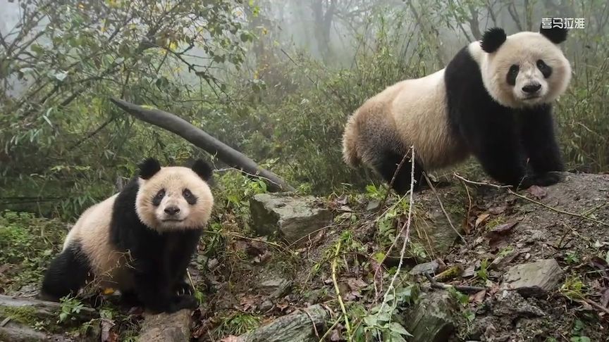 第18集(视频):大熊猫丨Panda