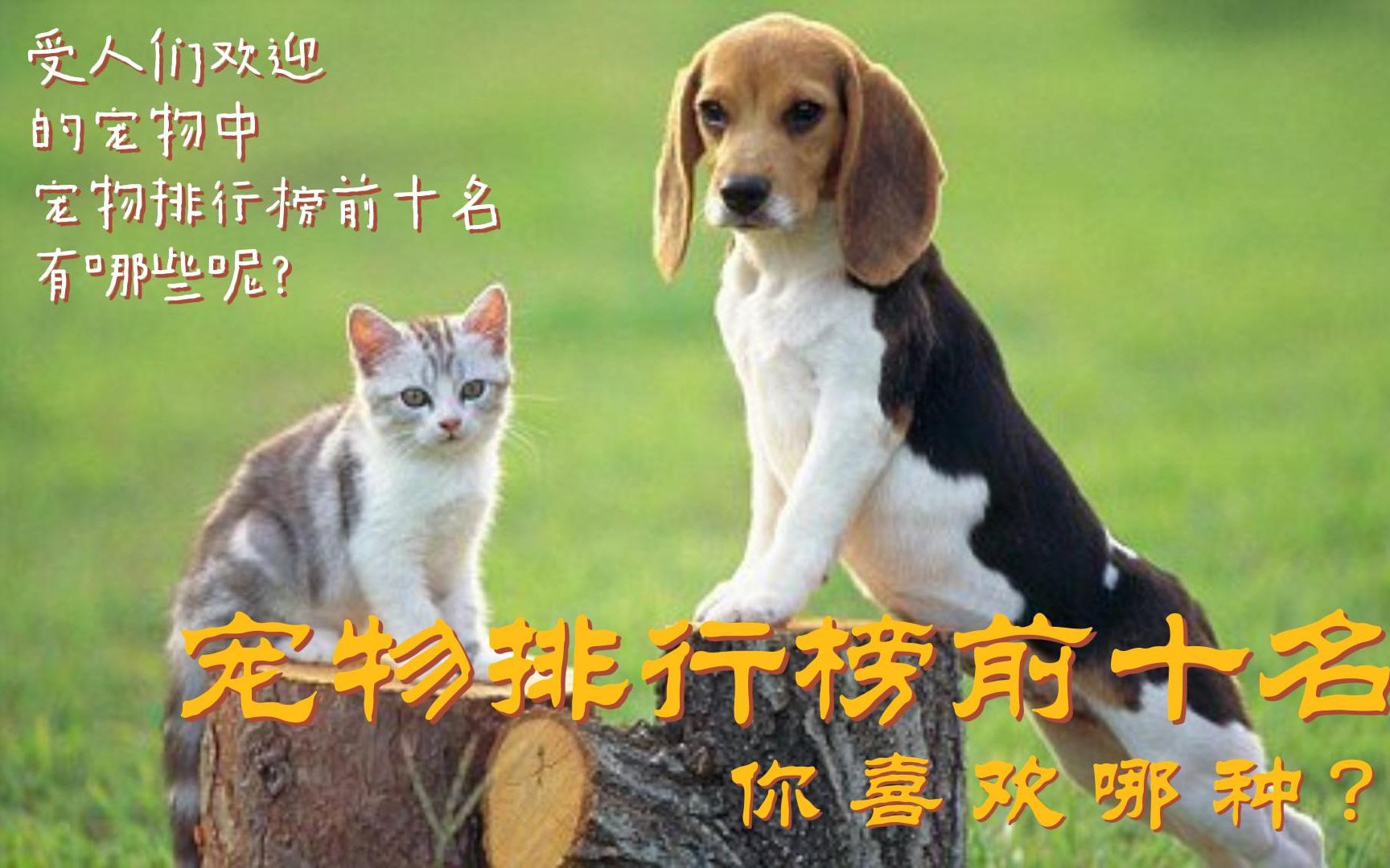 宠物排行榜前十名