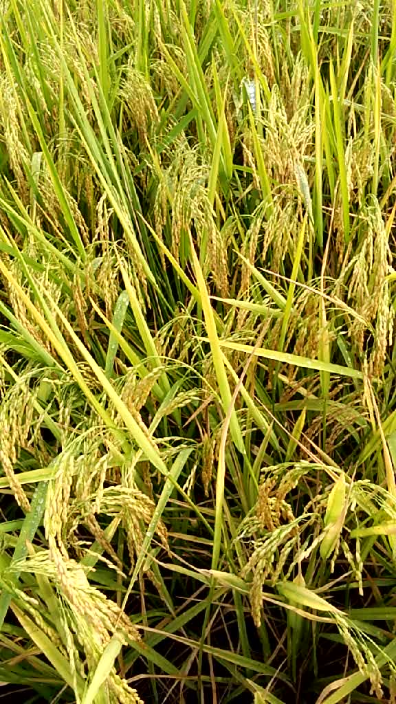 两千多亩水稻己七八成熟了,再过十天把就要收割了