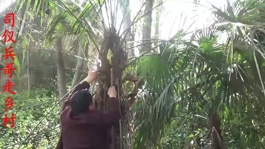 湖南到处都是棕树,很少人知道棕树花可以吃,而且炒腊肉非常美味