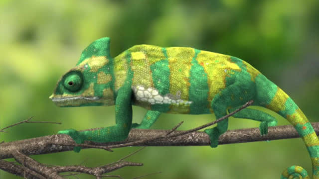 .篇 科普3D动画 高冠变色龙是一种能改变自身颜色的爬行动物