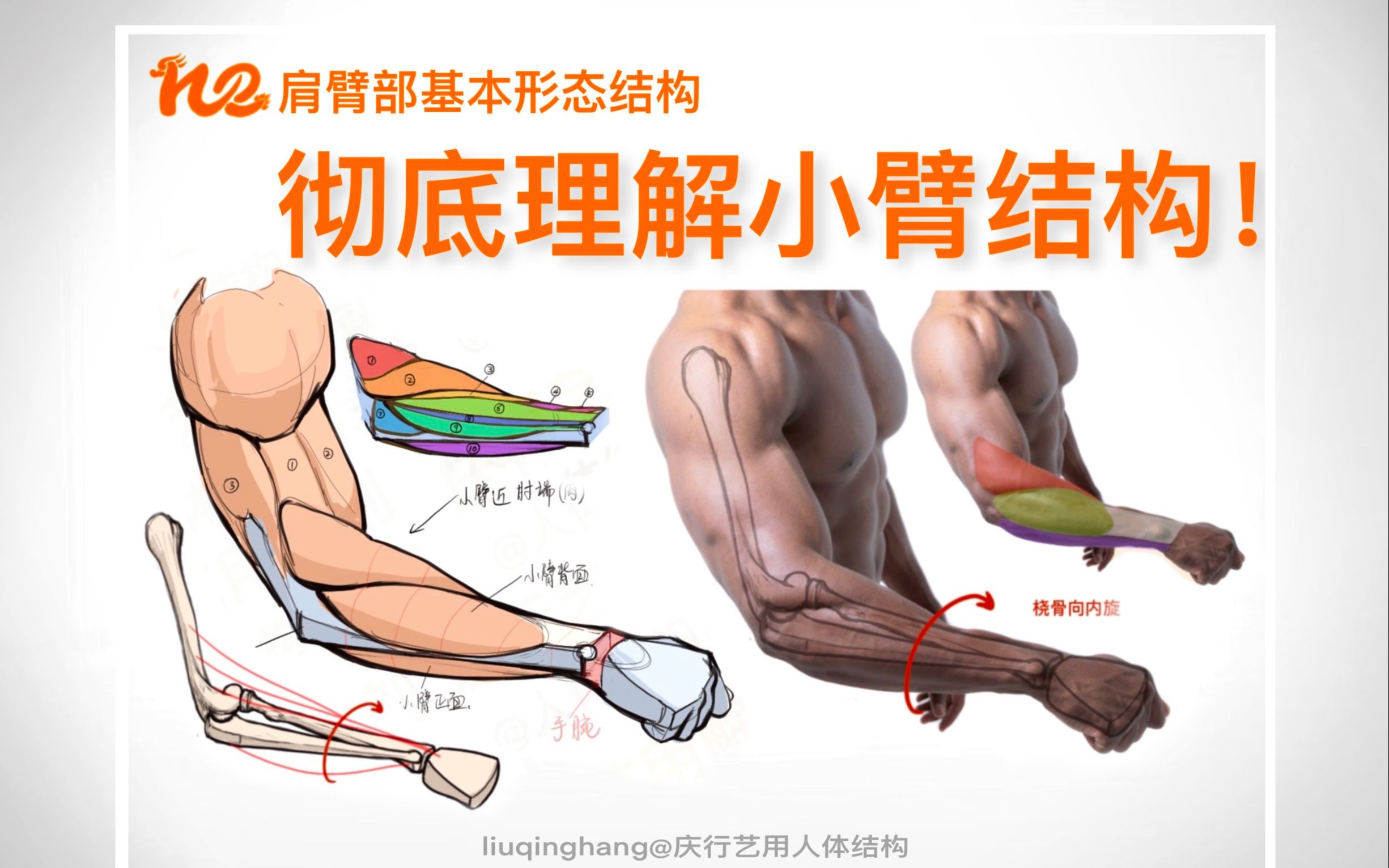 小臂结构再解析!肩臂部第七讲!