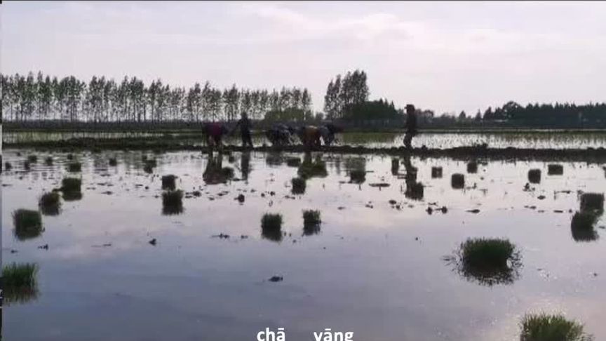 水稻种植生长过程。