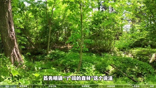 广阔的森林可以吗