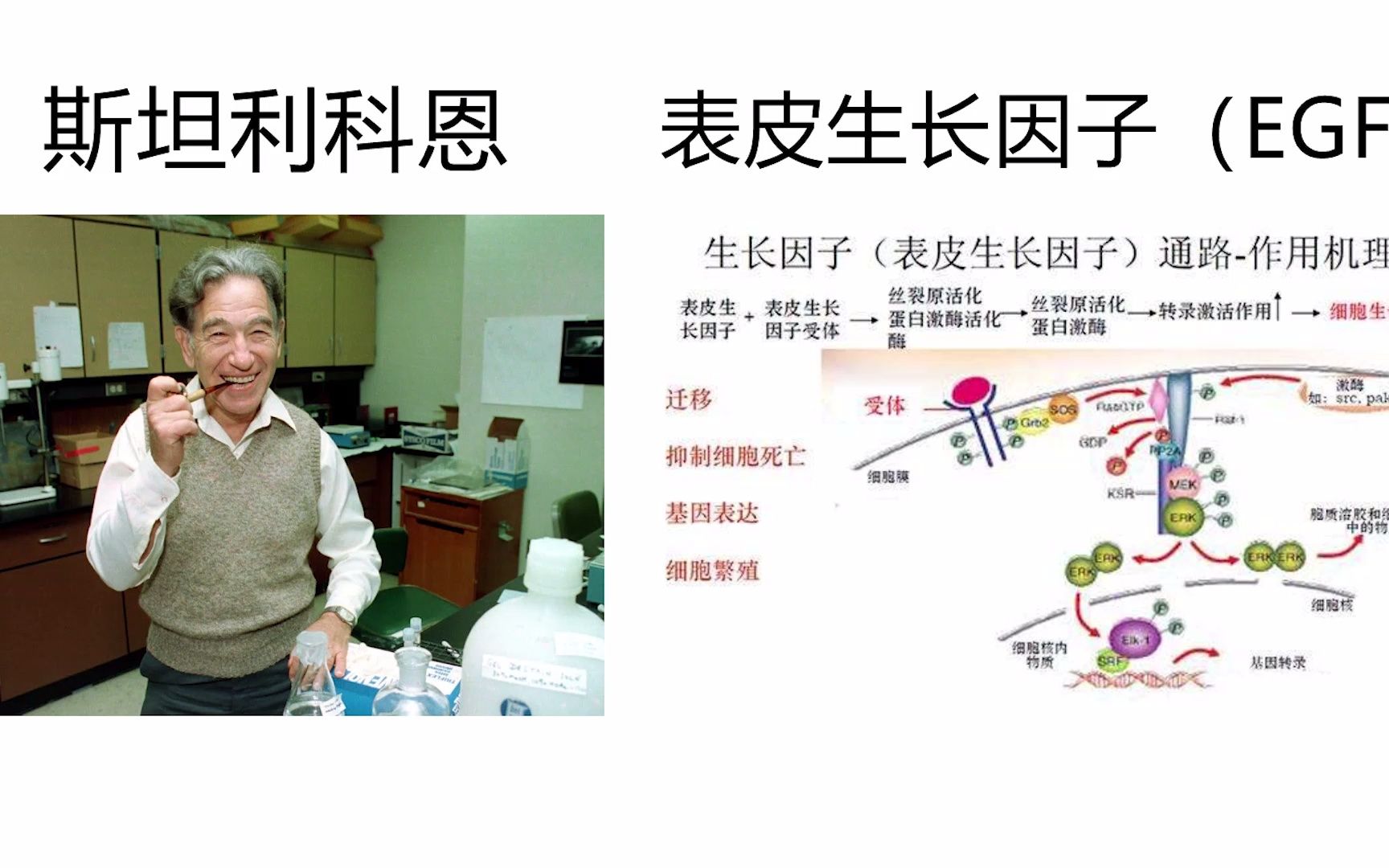“兴趣高于一切”-表皮生长因子发现者斯坦利科恩