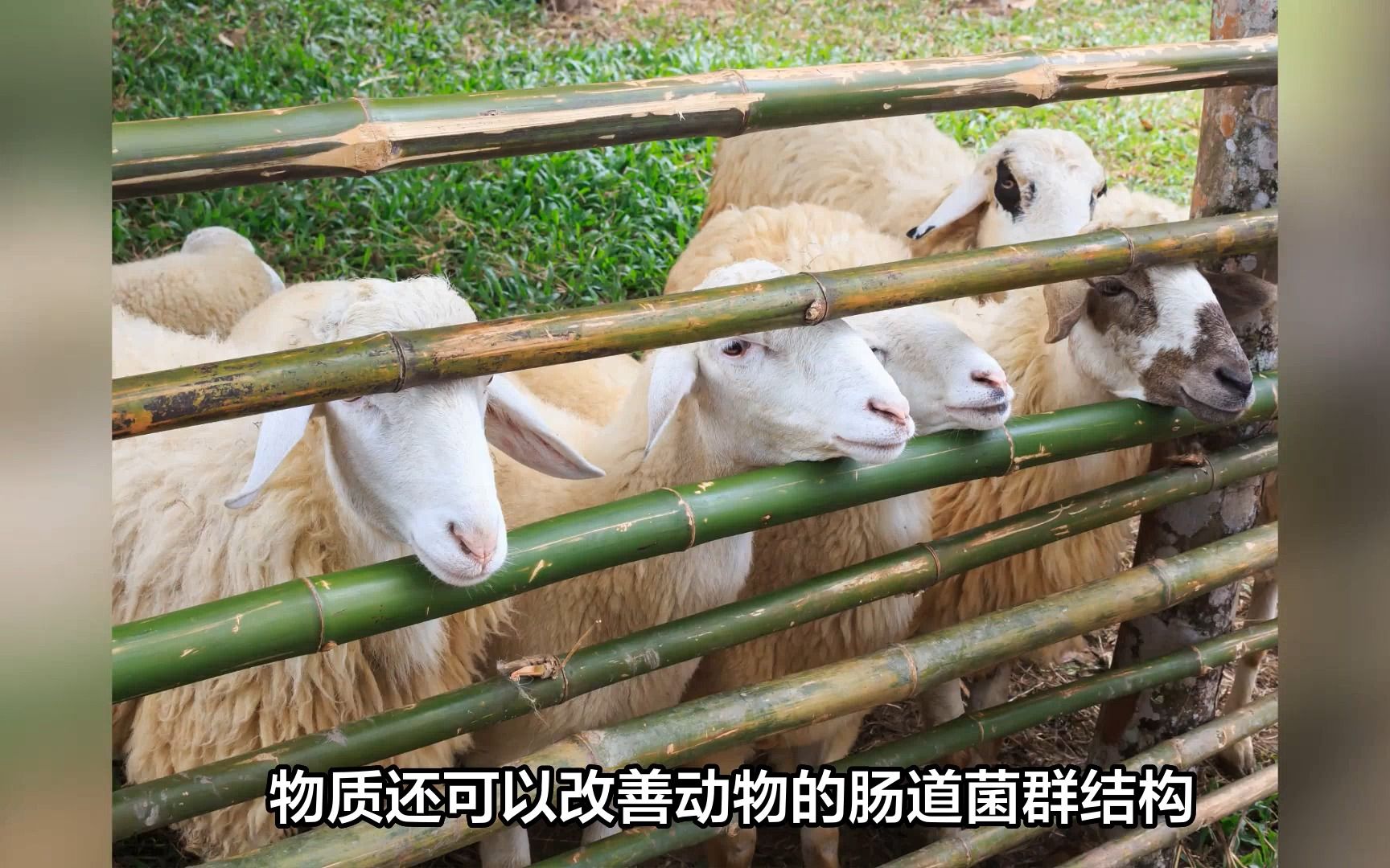 巨大芽孢杆菌:生态保护的有力助手