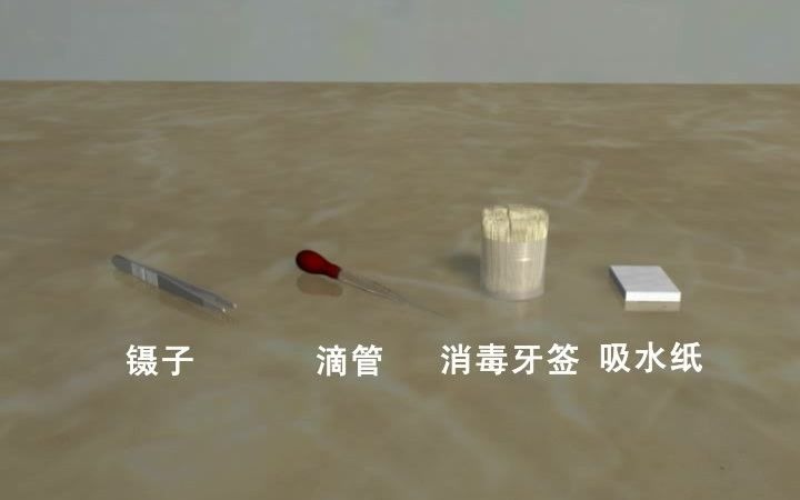 实验6用高倍显微镜观察叶绿体和线粒体