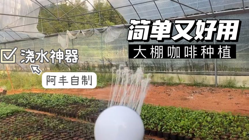 大棚咖啡种植,台湾农人阿丰自制浇水神器,简单又好用!