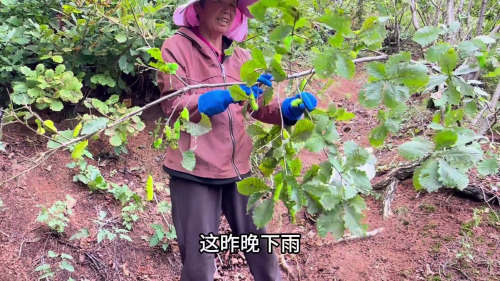 雨水过后蚕宝宝长的喜人,树叶吃光就到处跑,三个人不停的抓