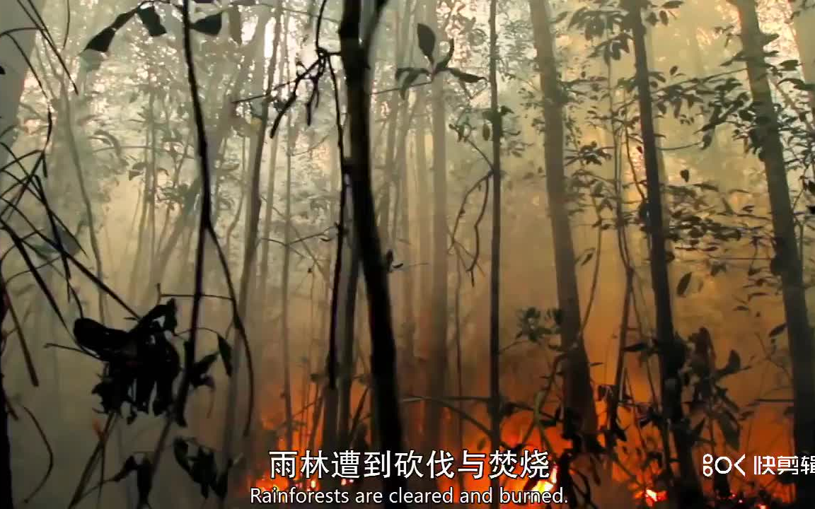 气候变化:森林砍伐