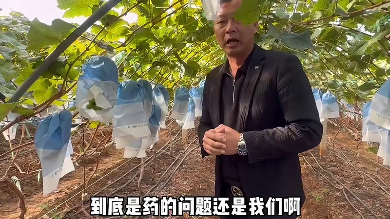 葡萄如何合理使用和正确喷洒农药