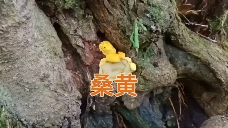 桑黄现在是越来越难找了,又是白跑的一天,不知何时才能找到大货