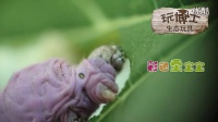 蚕宝宝吃桑叶,蚕吃桑叶放大图,蚕的一生_高清