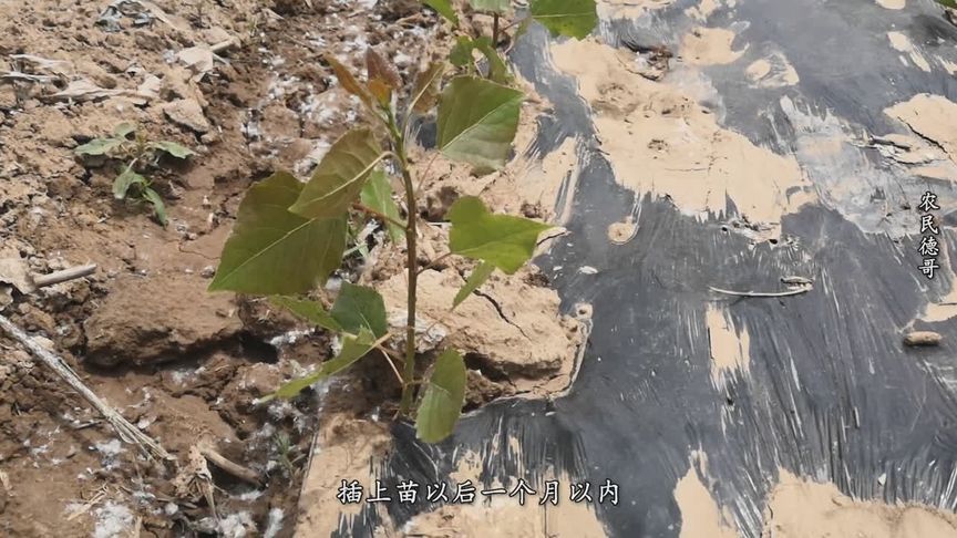 农村杨树苗的栽植与管理,做好这几点,杨树长得好又壮