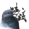 川云咕鸽 