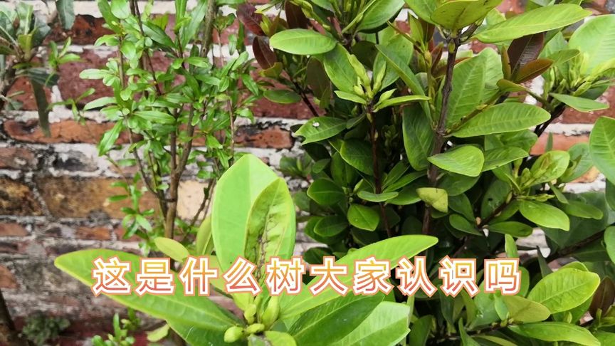 枇杷树原来是这样种成活率才高,其它果树也是差不多